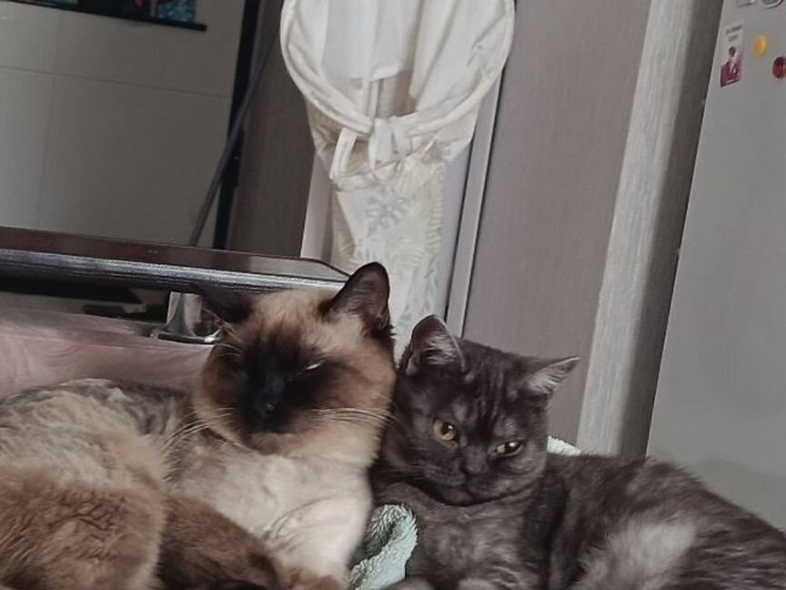 Кото-пара в добрые руки