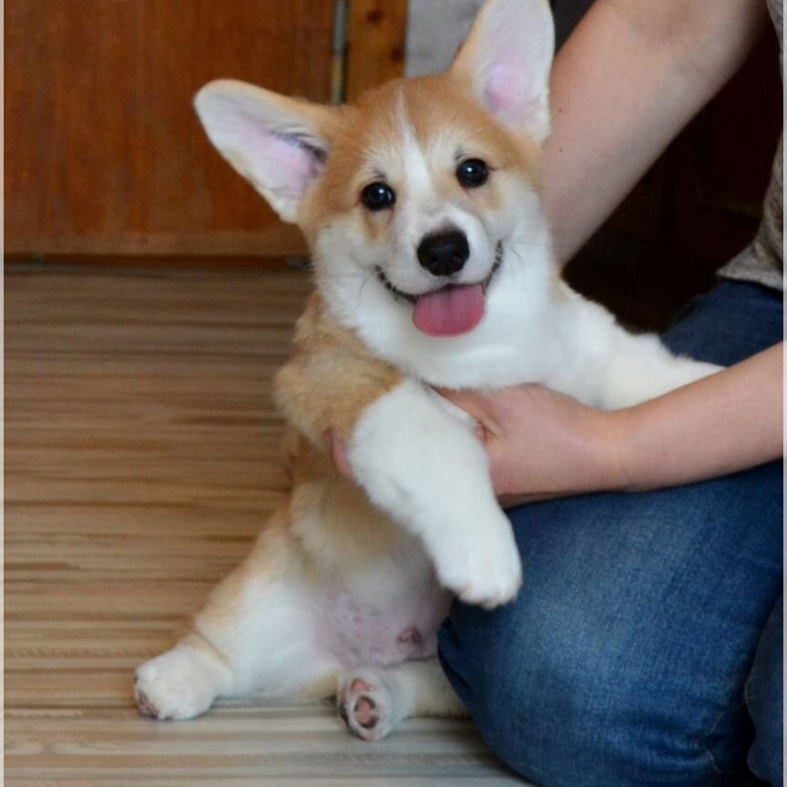 Вельш Корги Пемброк, щенок