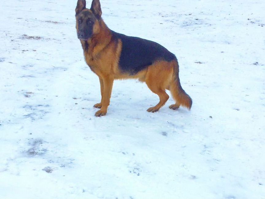 Щенки немецких овчарок