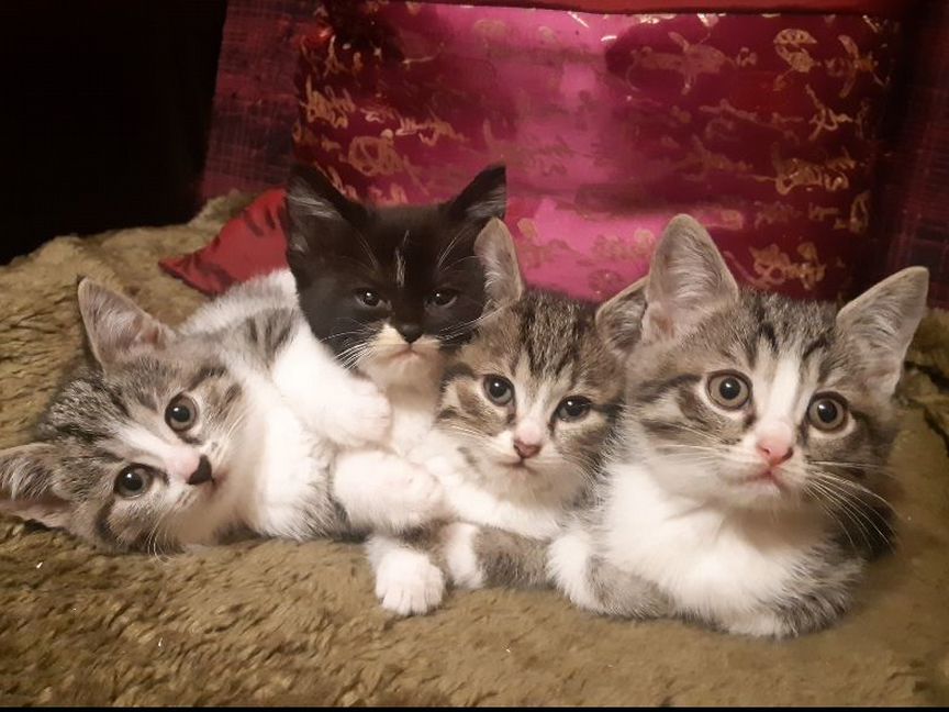Котята девочки