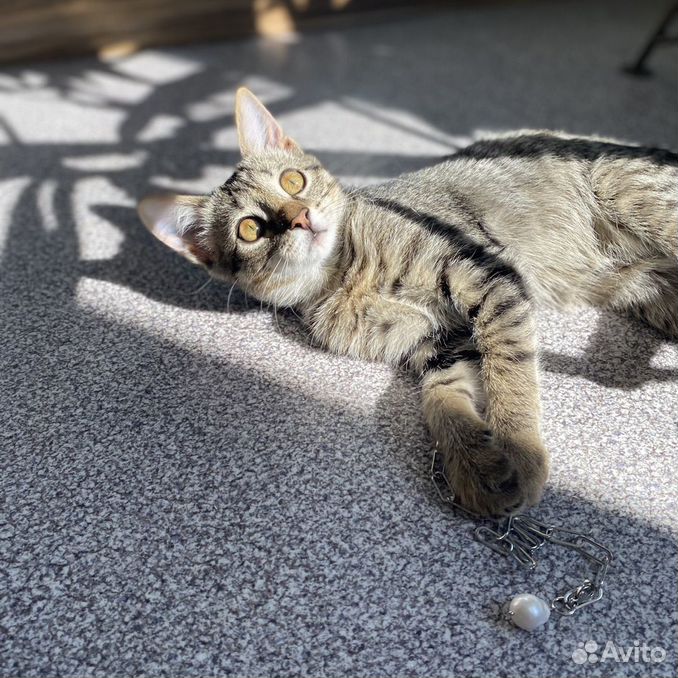 Кошка (корманный тигр)