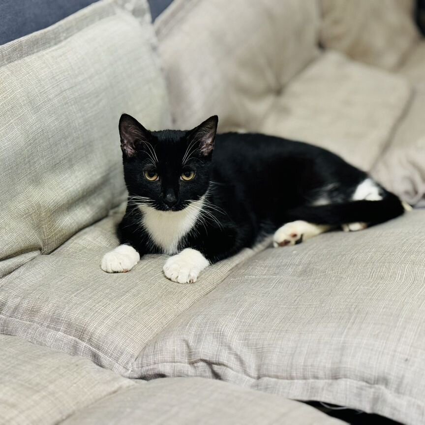 Котенок Амур в добрые руки
