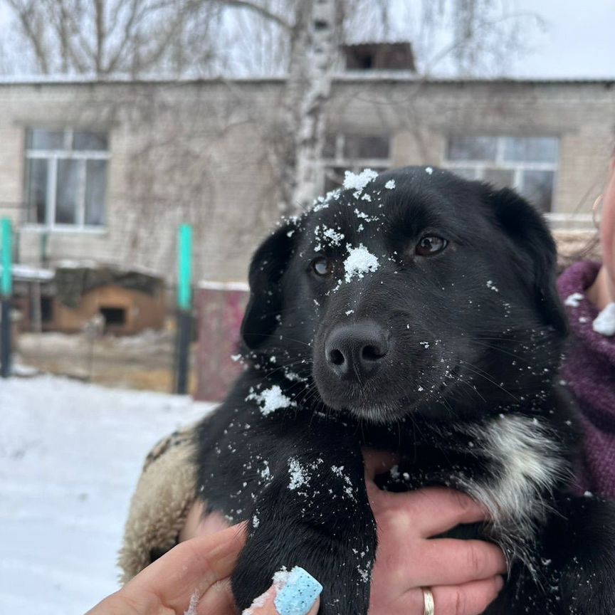 Собачка хочет домой