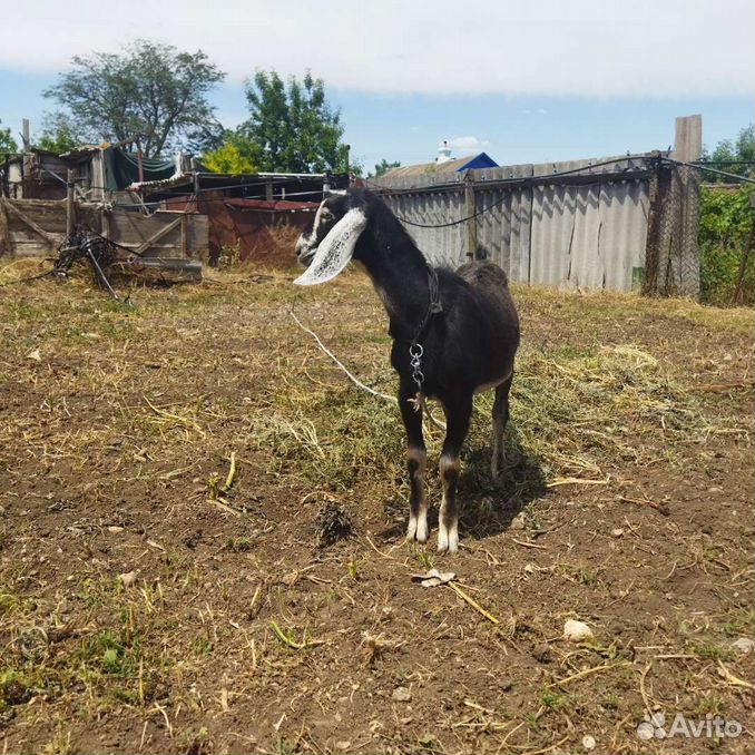 Козы козлята