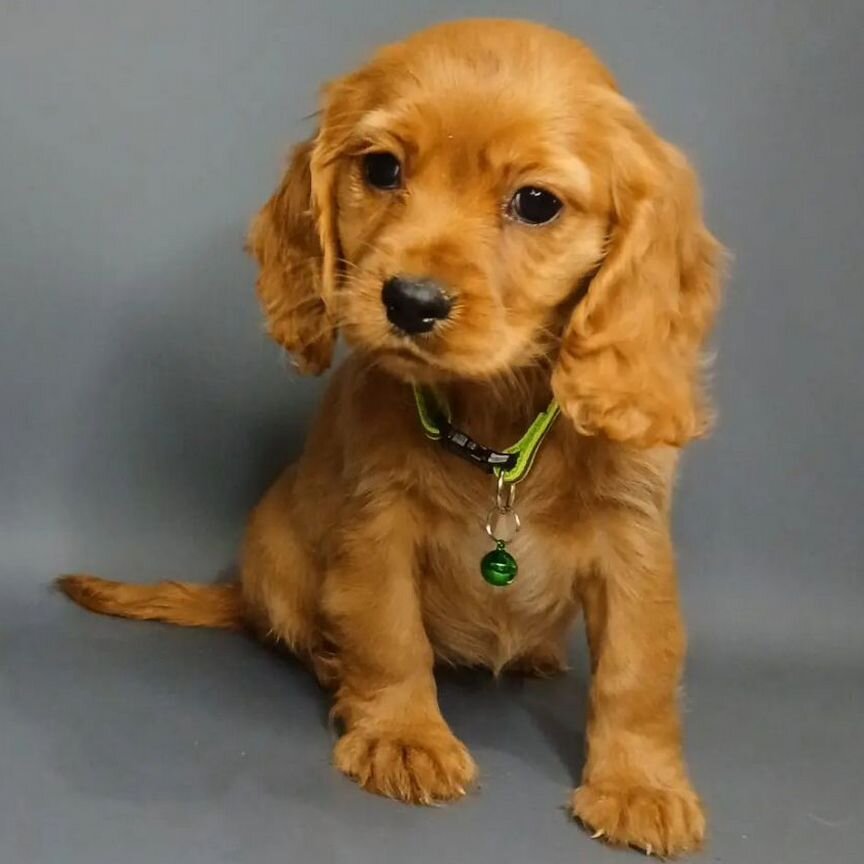 Кавалер кинг-чарльз-спаниель, щенок