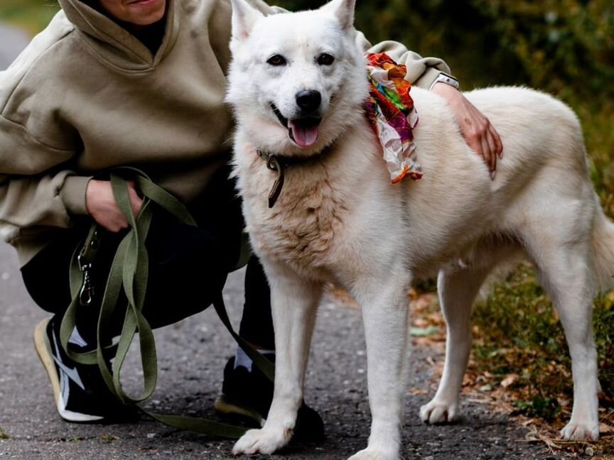 Ищем дом для красавчика Умки