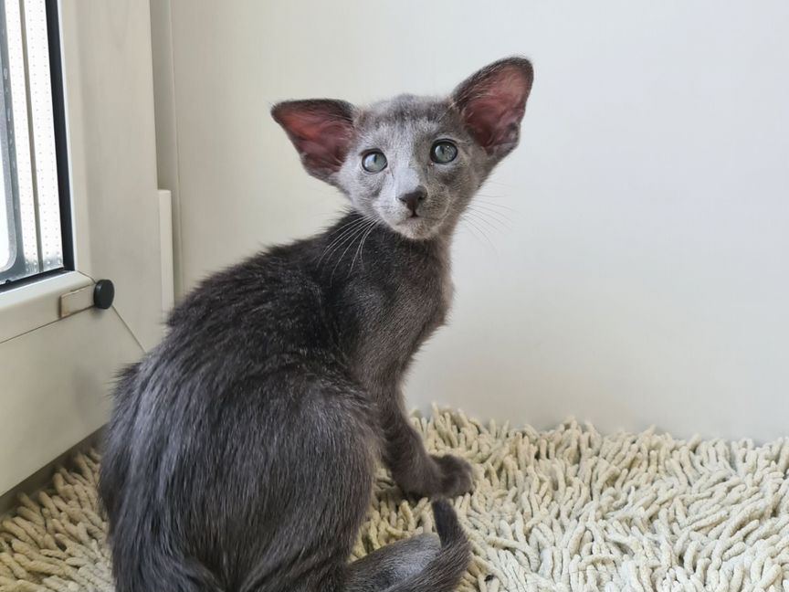 Ориентальные котята