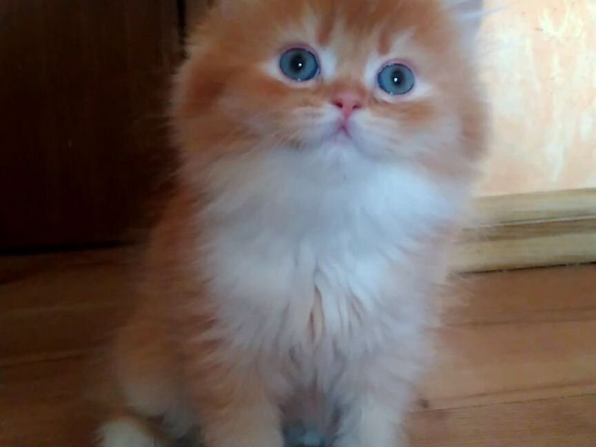 Шотландские котята