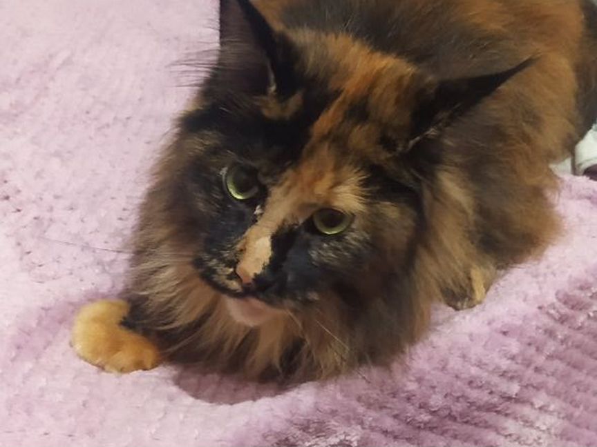 Кошки майкун бесплатно