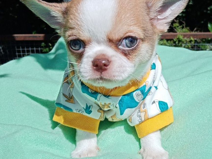 Чихуахуа мальчик