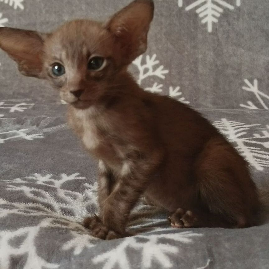 Ориентальный котёнок