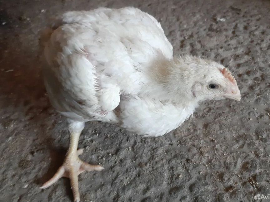 Бройлеры породы кобб 700