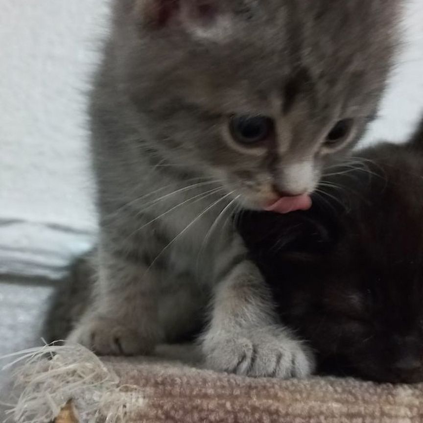 Шотландская