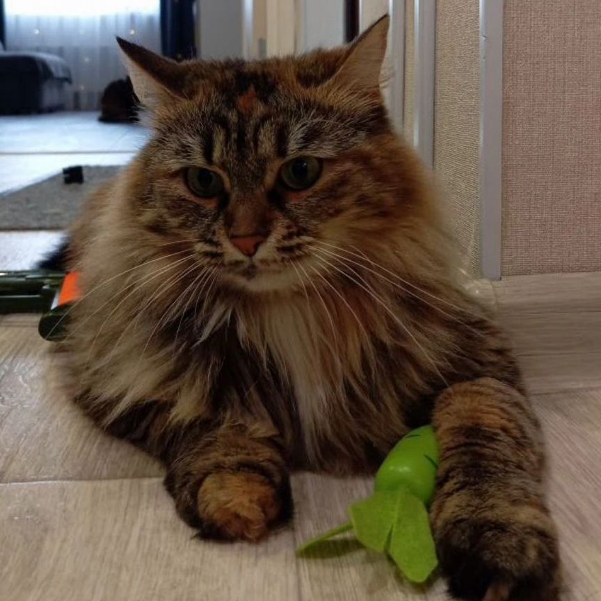 Сибирская, взрослая кошка