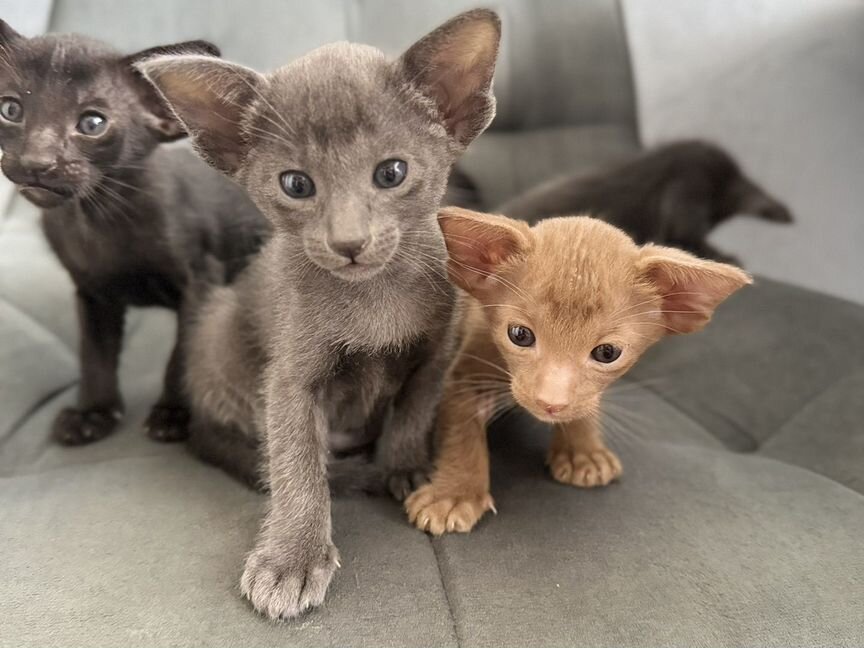 Ориентальные котята