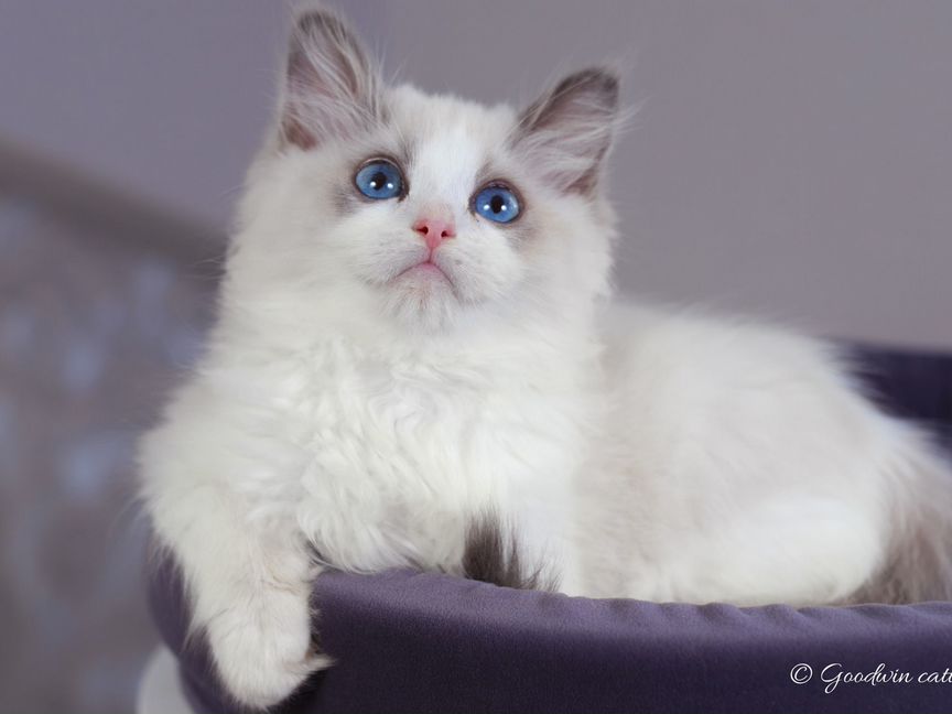 Мальчик рэгдолл голубой биколор