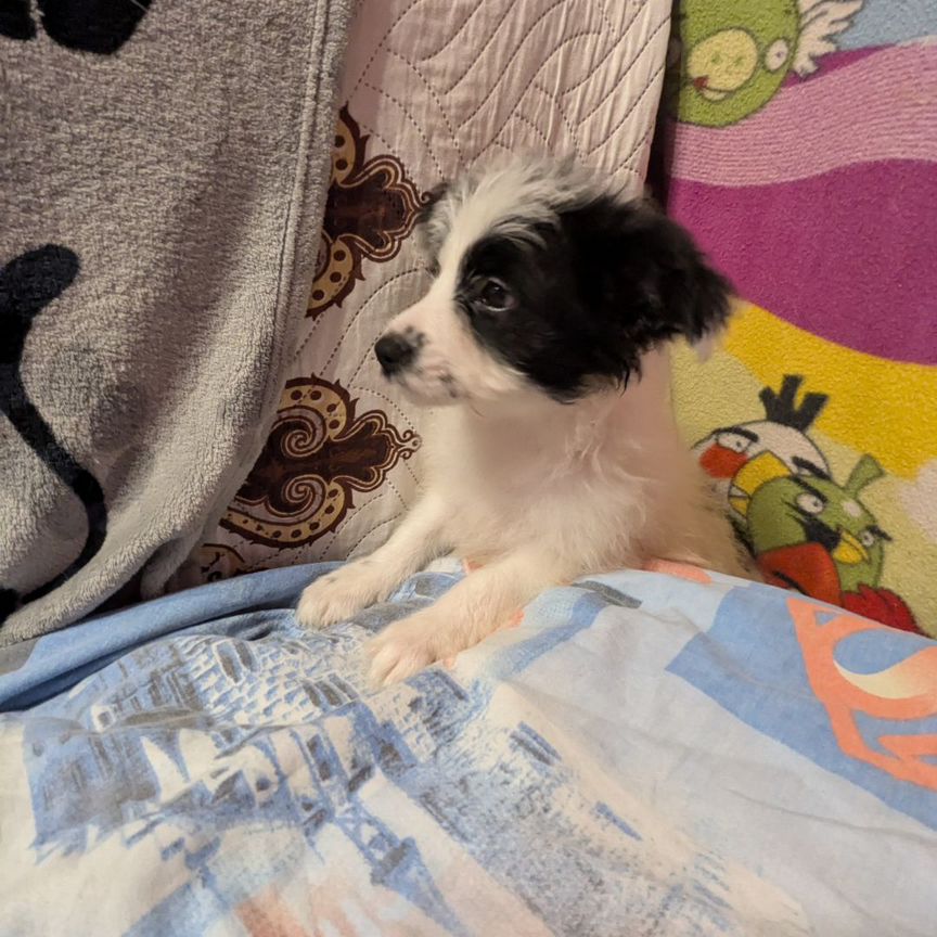 Мальтипу девочка