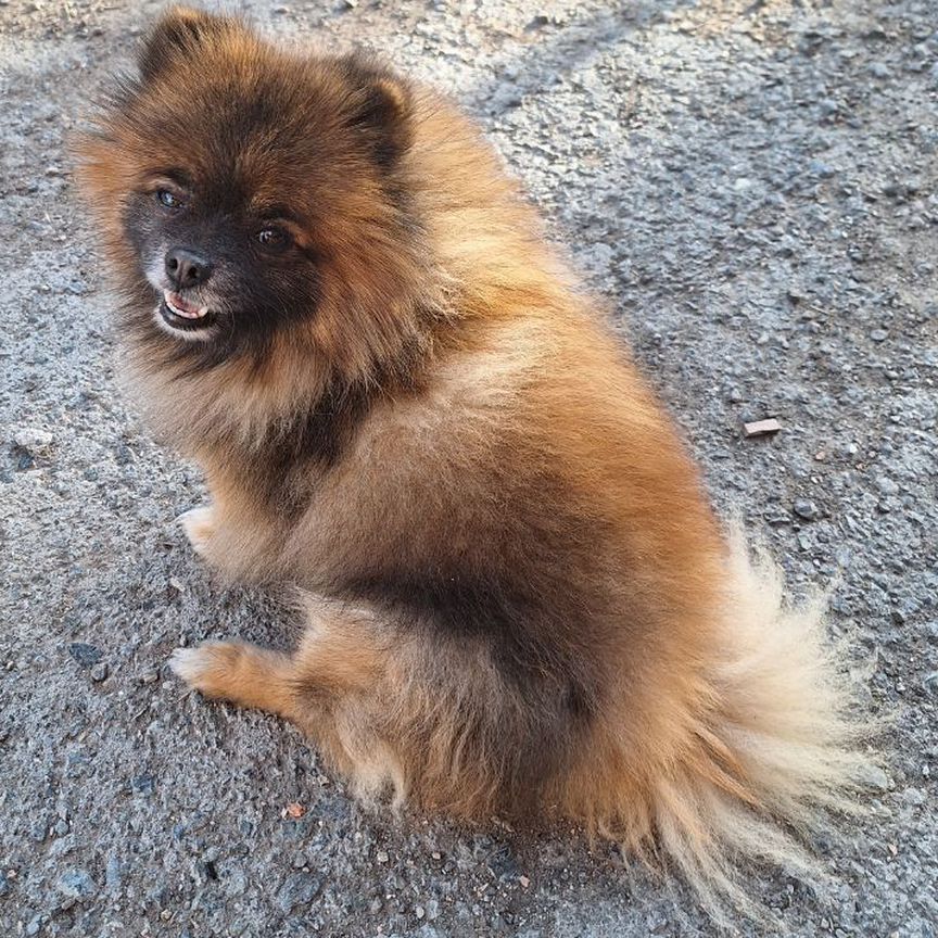 Померанский шпиц, вязка