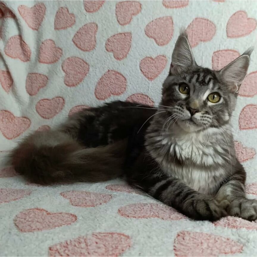 Котята мейн кун