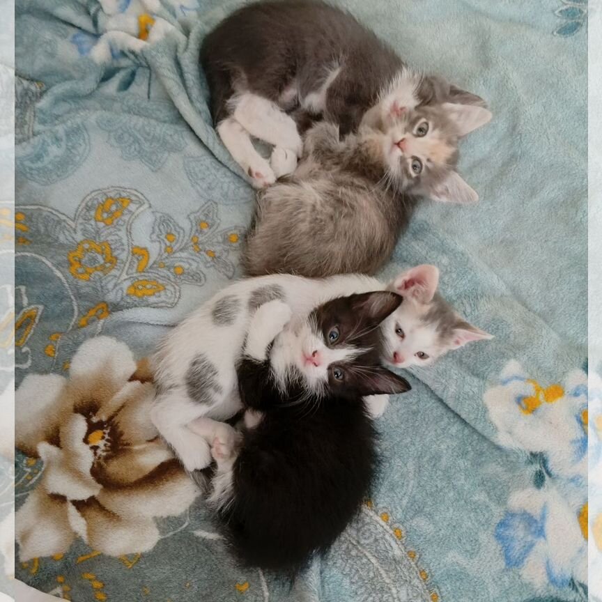 Котёнок в добрые руки