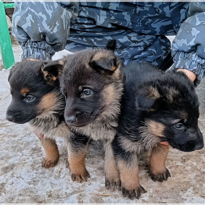 Восточноевропейская овчарка, щенок