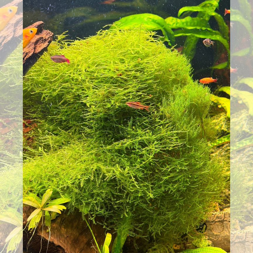 Яванский мох для аквариума