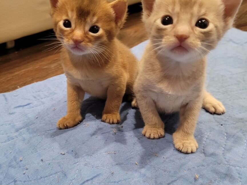 Аббисинские котята