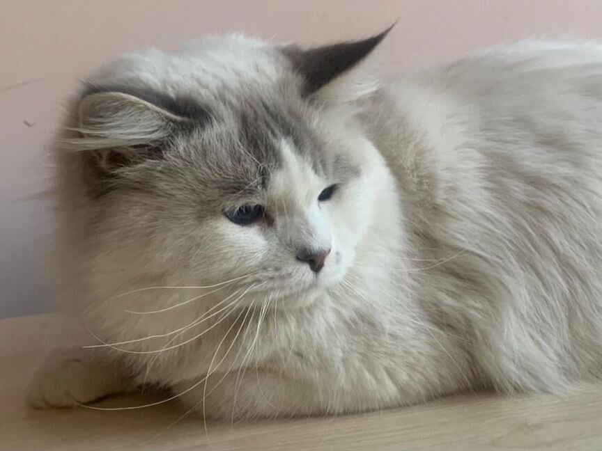 Без кота и жизнь не та