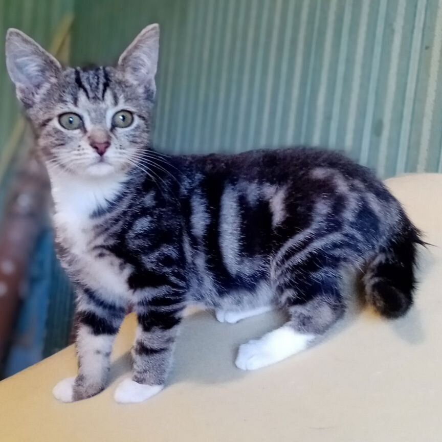 Котёнок в хорошие руки