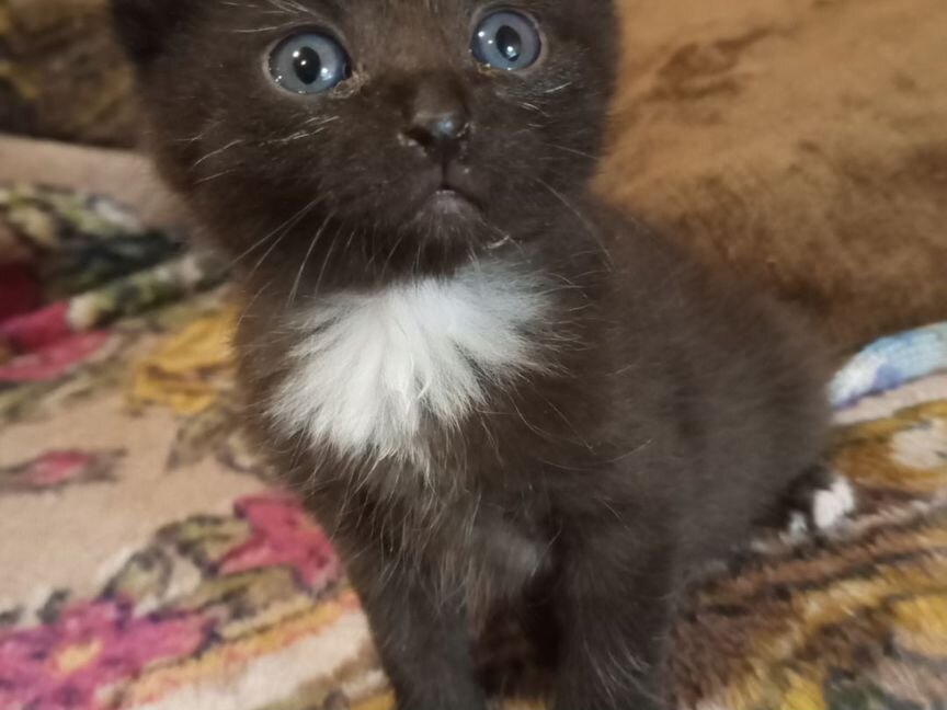 Очаровательные кошечки