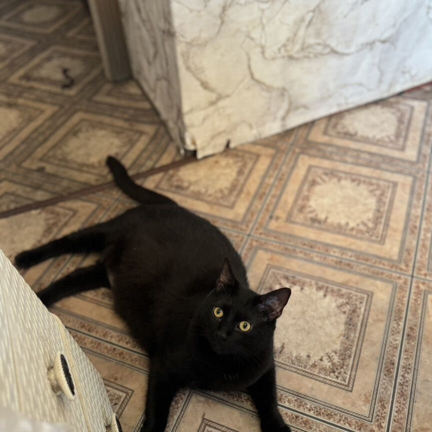 Котик в добрые руки