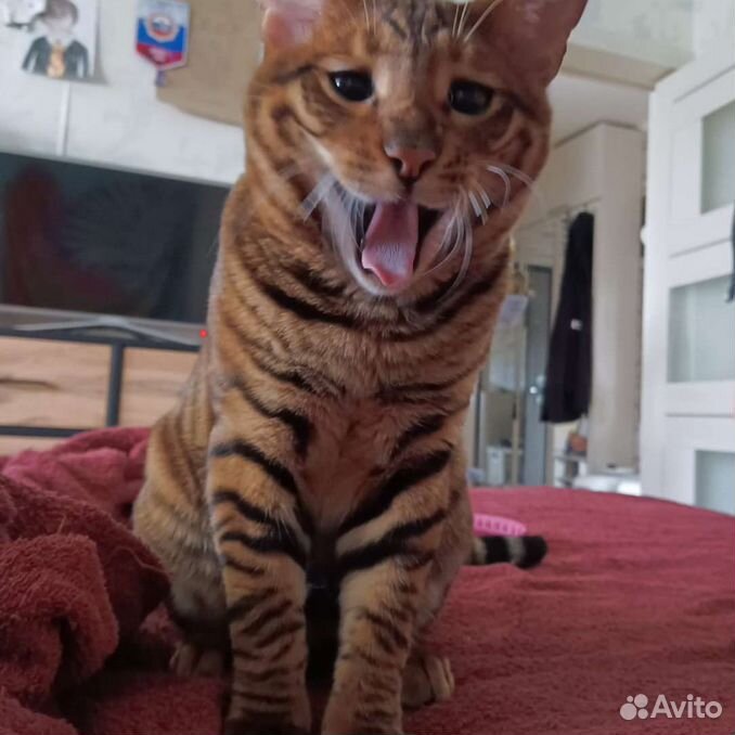 Тойгер котята