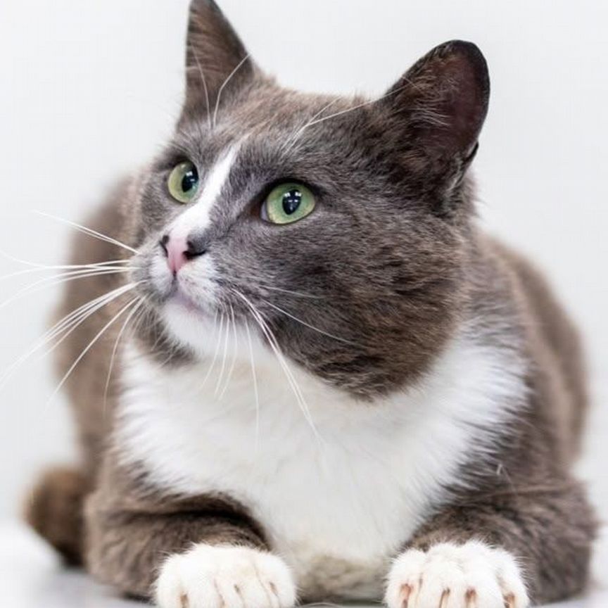 Русский голубой кот, взрослый