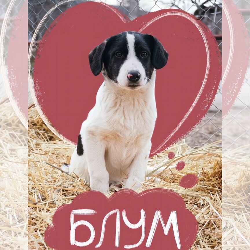 Щенок в добрые руки