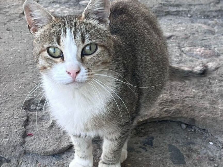 Кошечка в добрые руки