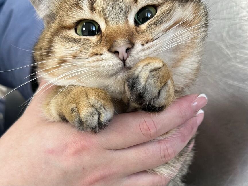 Котята дворовые