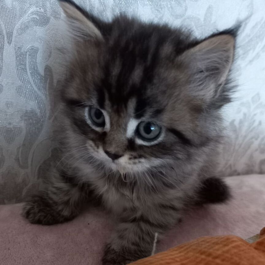 Настоящие сибиряки