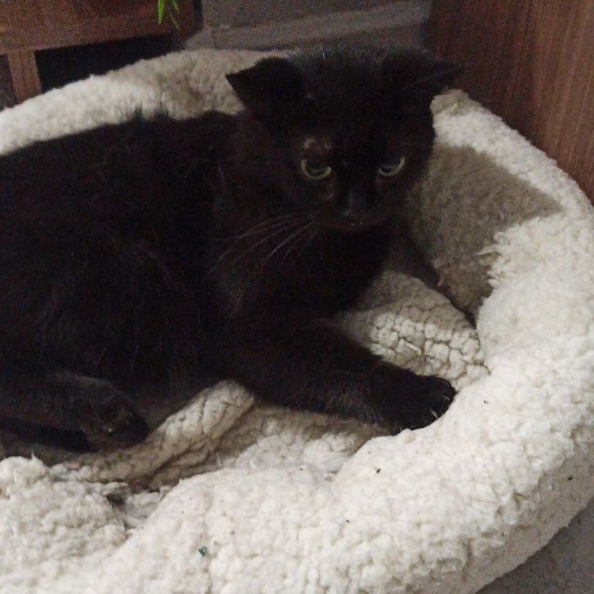 Взрослая кошка в добрые руки