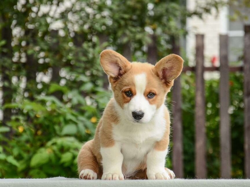 Вельш корги кардиган щенки