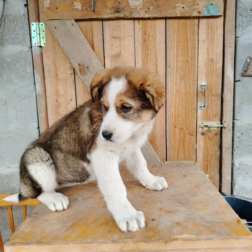 Собаки