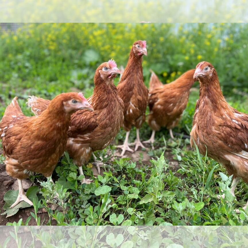 Куры несушки