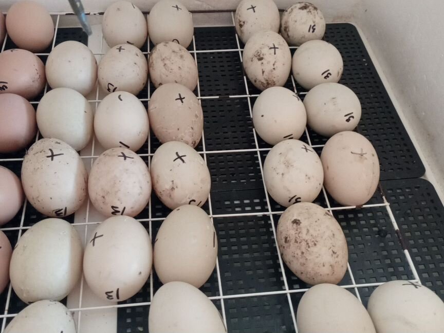 Инкубационное яйцо индоутки