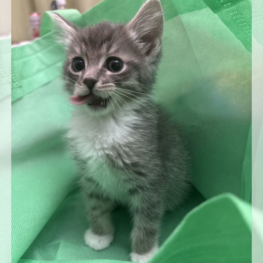 Очаровательный котенок