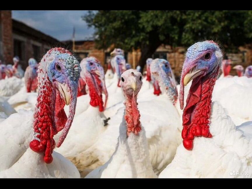 Мясо индоутки домашней,индюка