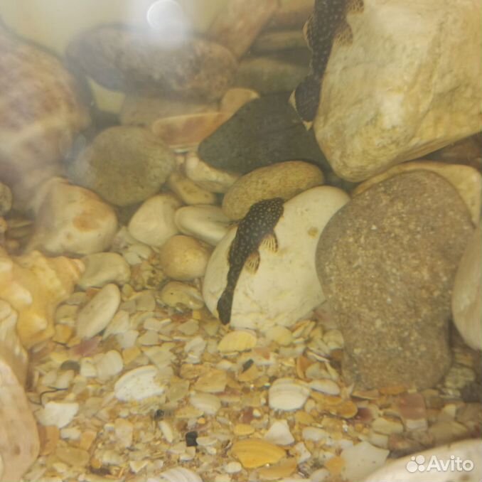 Живая рыба сом