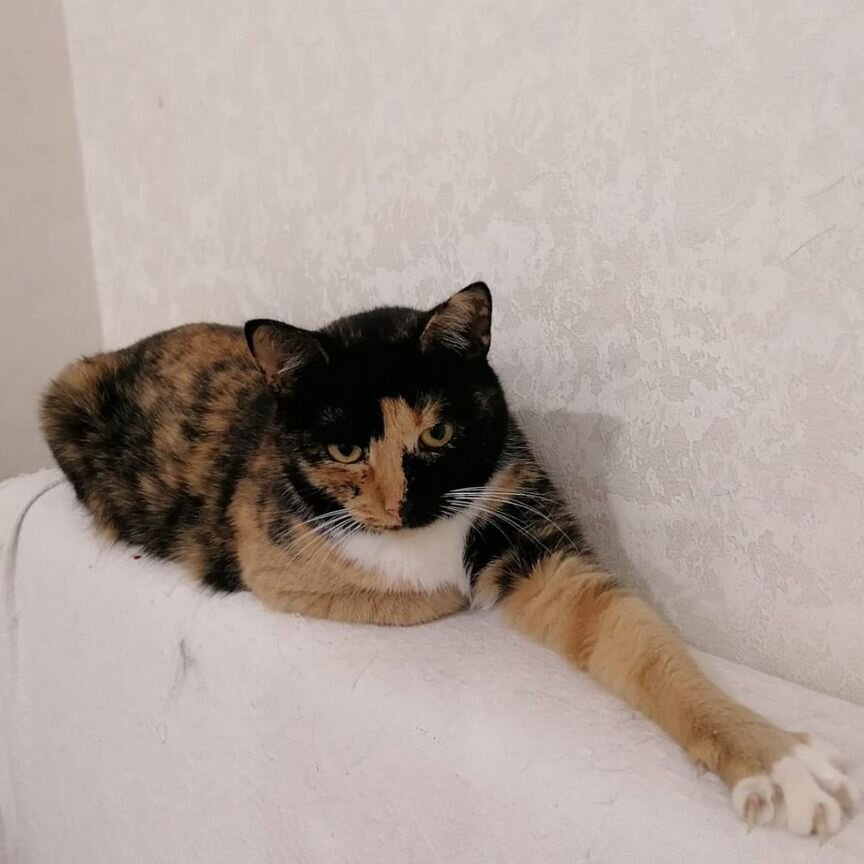 Кошка с нарядным окрасом ищет дом