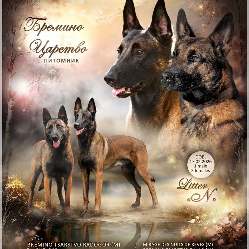 Бельгийская овчарка, щенок