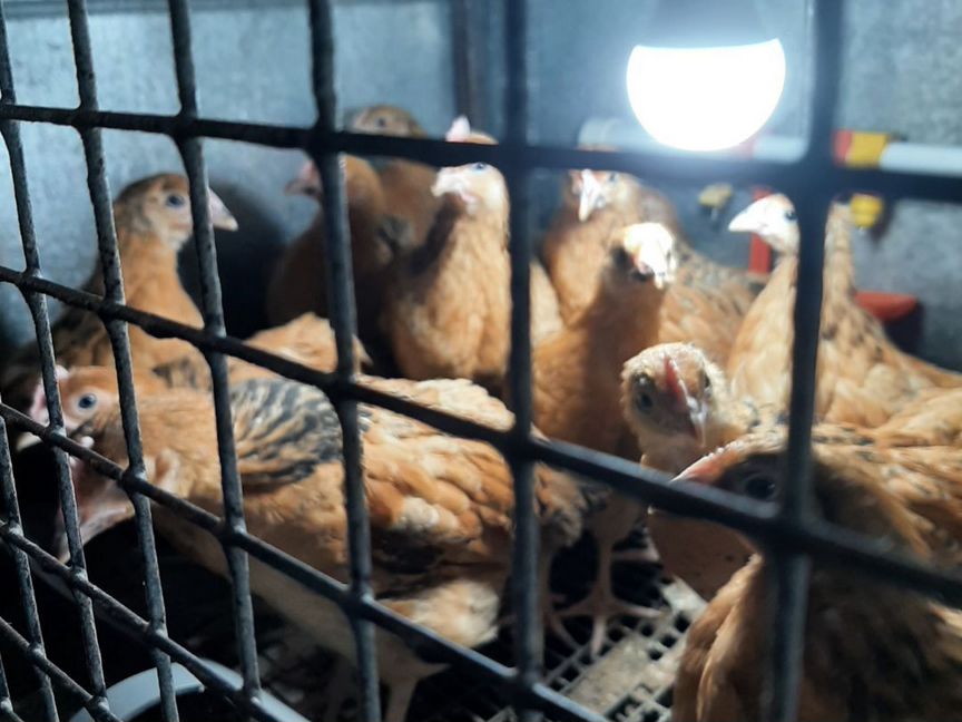 Цыплята кучинская юбилейная