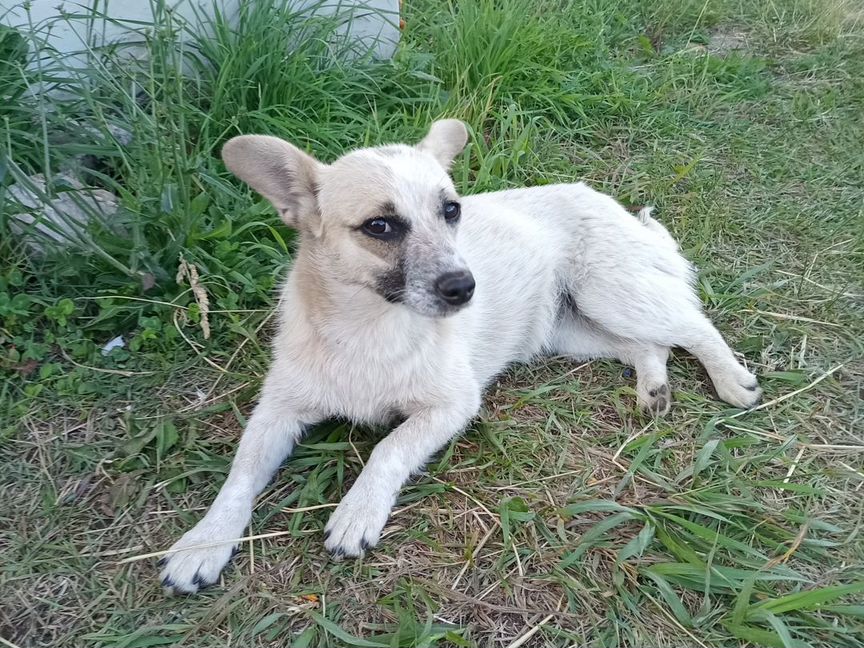 Собачка в добрые руки