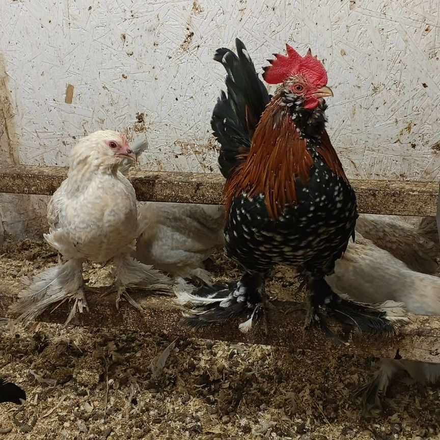 Инкубационное яйцо